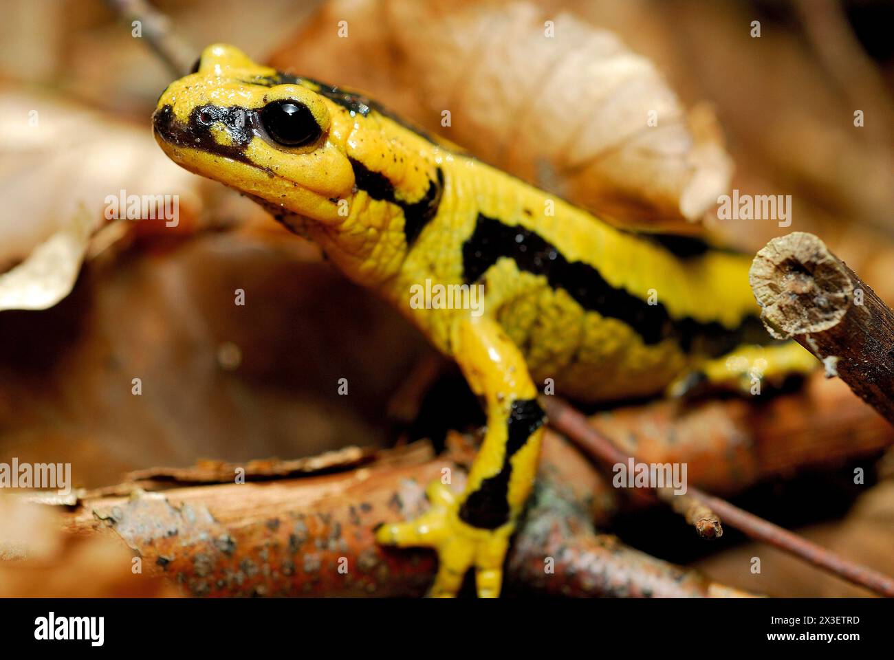 Salamander (Salamandra salamandra) in Irati, Navarra, Spain Stock Photo ...