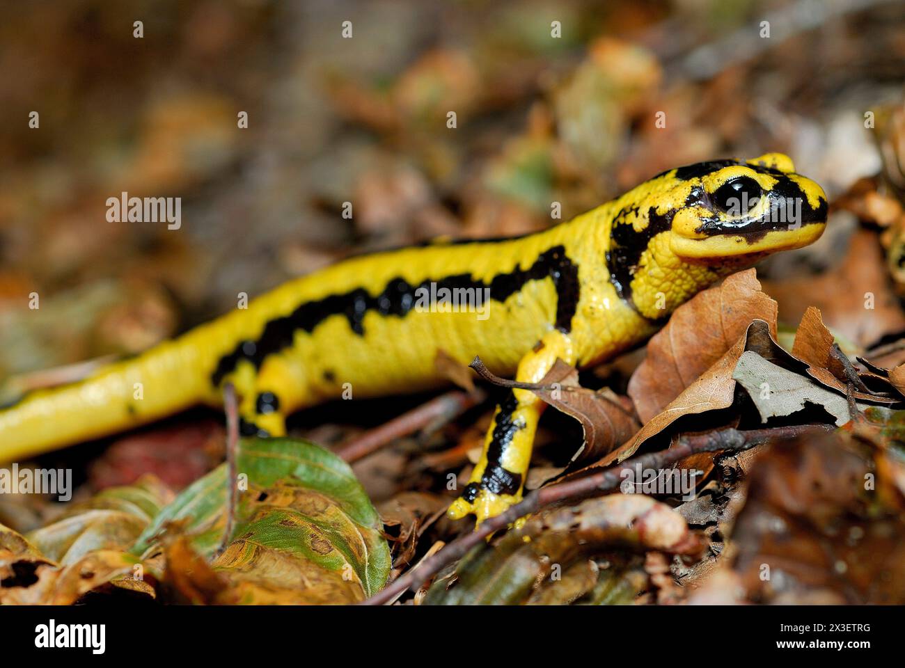 Salamander (Salamandra salamandra) in Irati, Navarra, Spain Stock Photo ...