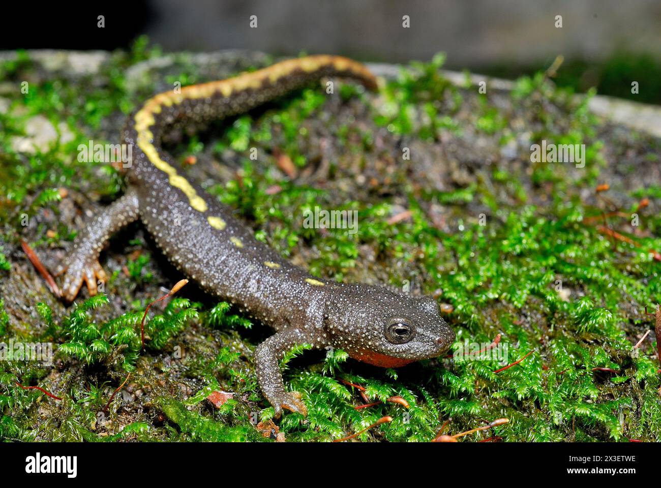 Calotriton asper hi-res stock photography and images - Alamy