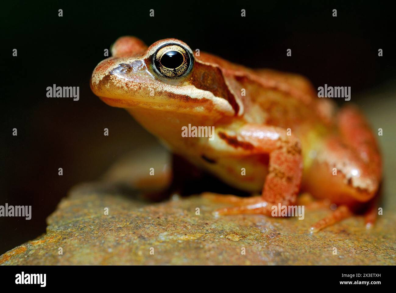 Reddish frog (Rana temporaria) in Irati, Atlantic Pyrenees, France ...