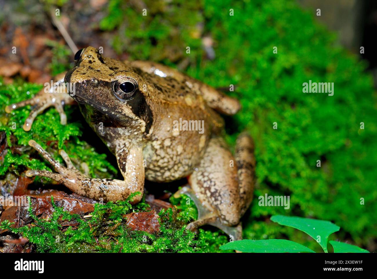 Fauna di rana hi-res stock photography and images - Alamy