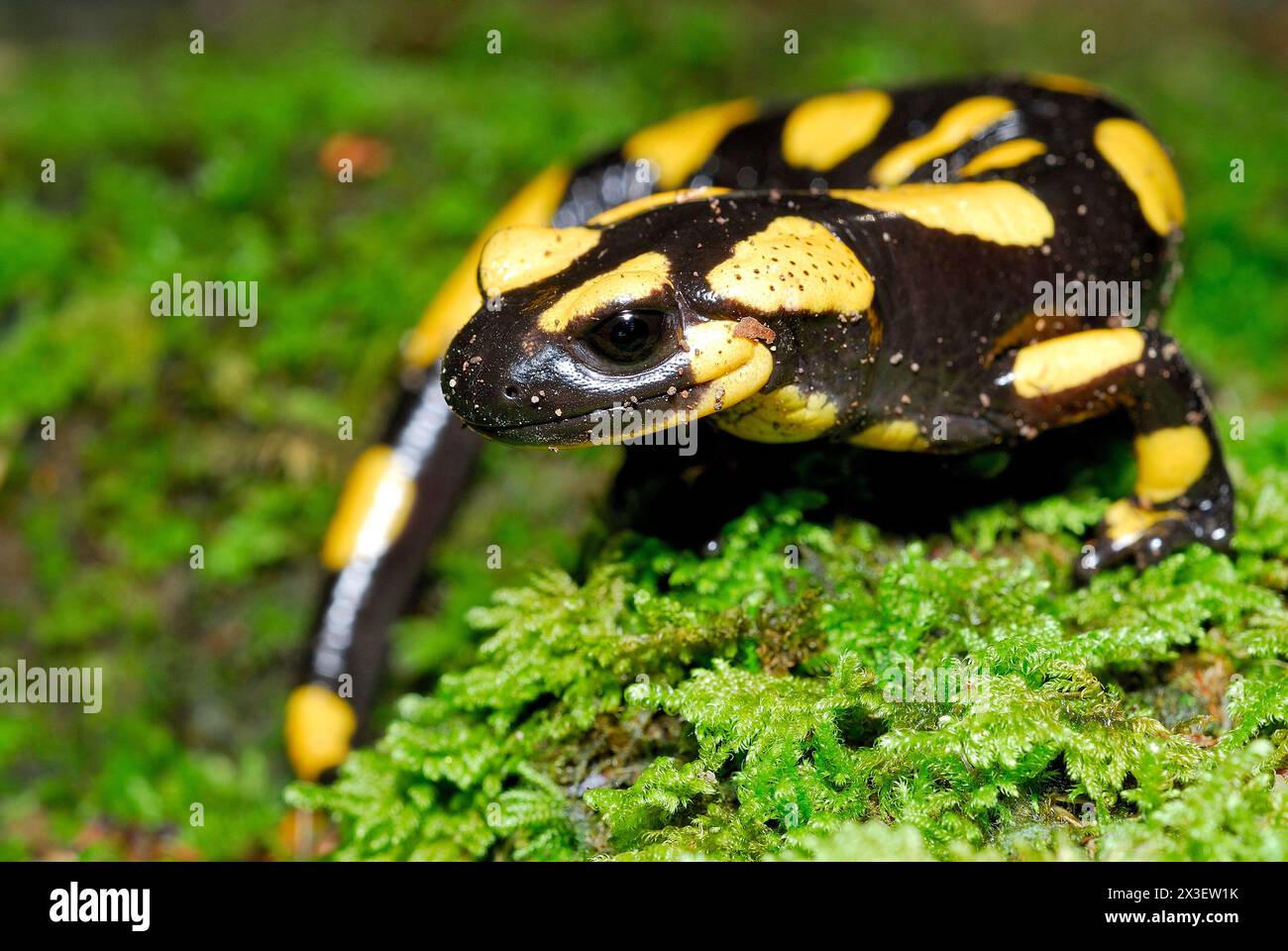 Italian cave salamander hi-res stock photography and images - Alamy