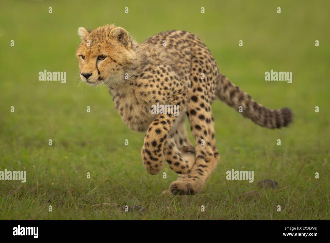A cheetah cub runs across short grass in the African savannah. It has a ...