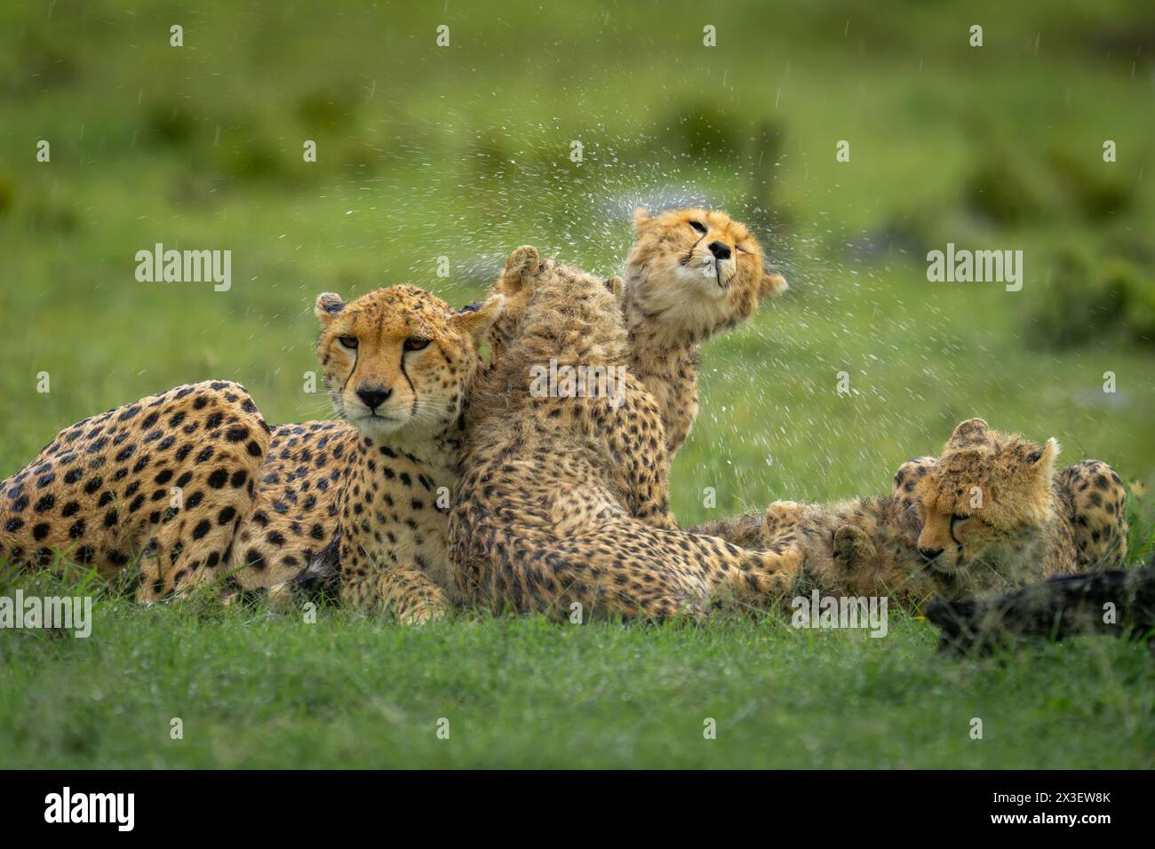 A cheetah cub sits on short grass in the rain with its mother and ...