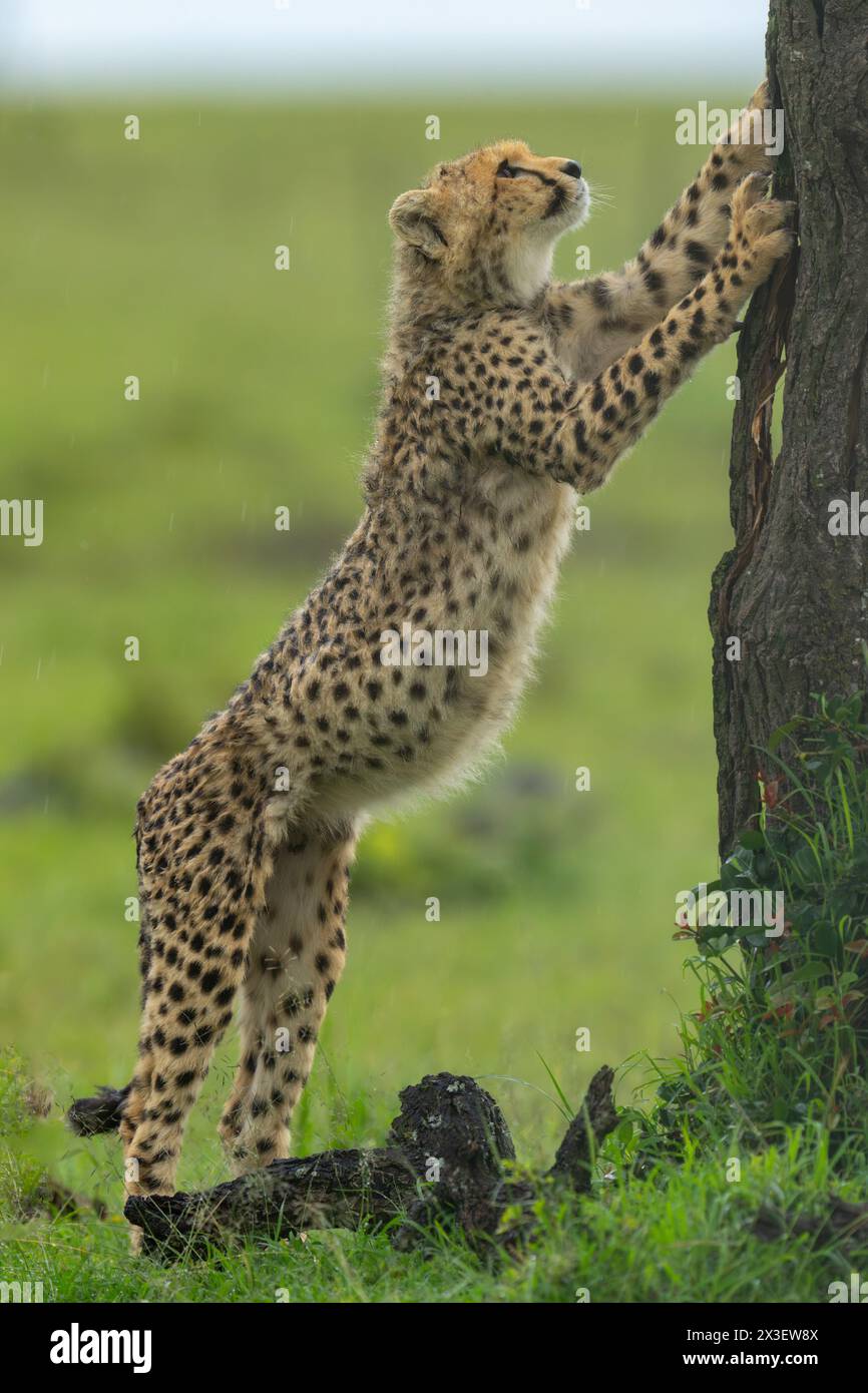 A cheetah cub stands on its hind legs, leaning against a tree trunk in ...