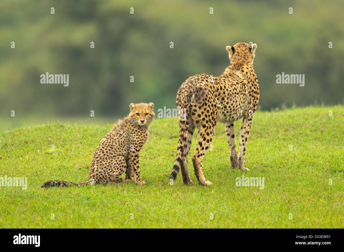 A cheetah cub sits behind its mother on a grassy ridge. They both have ...