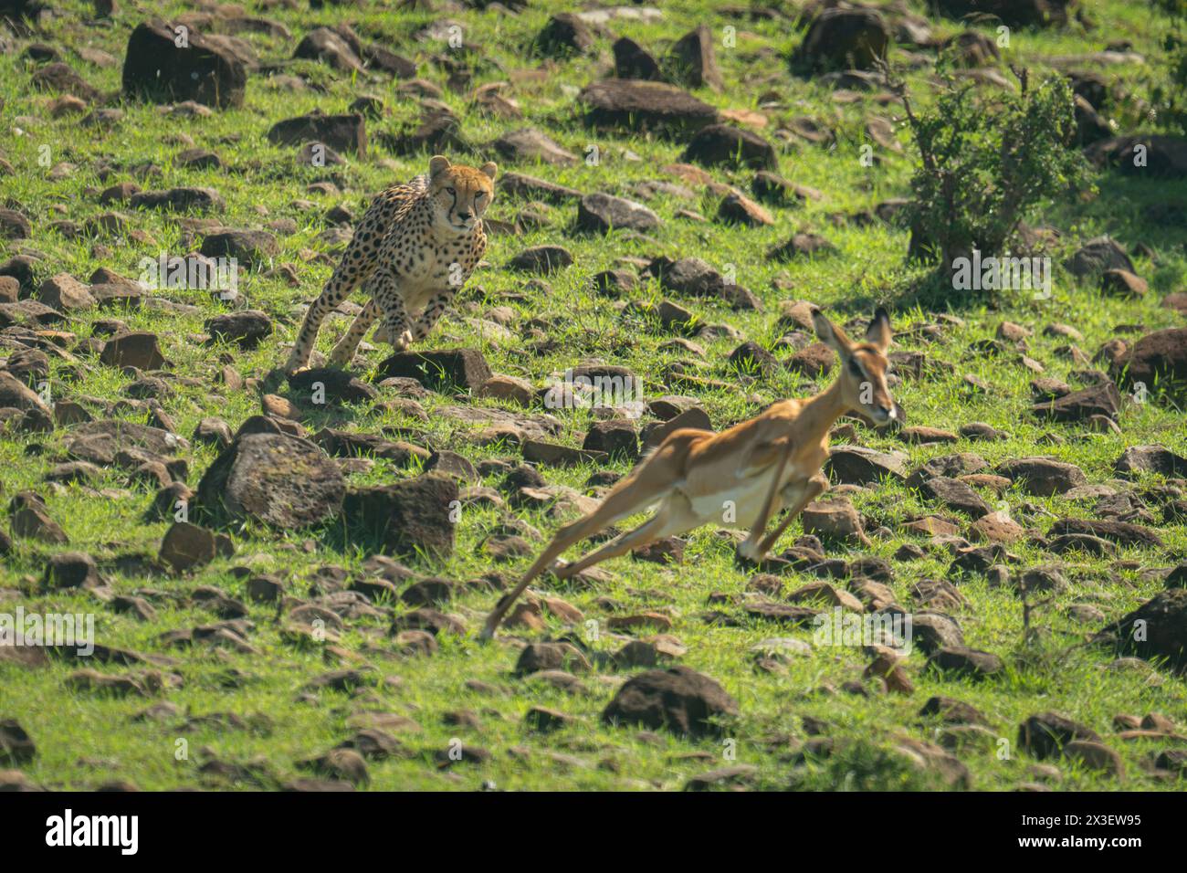 A female cheetah chases a female common impala down a rocky hillside ...