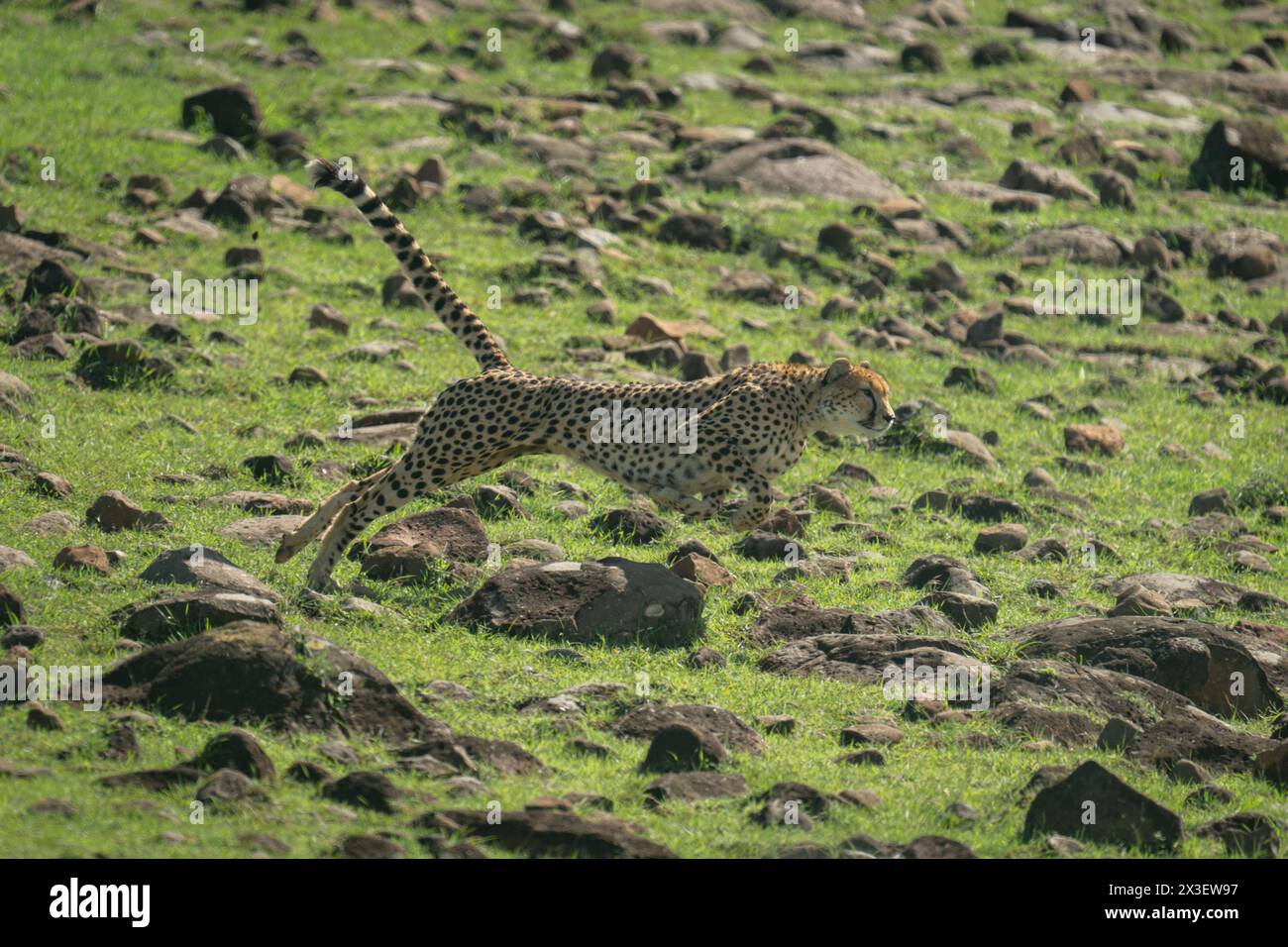 A female cheetah jumps over rocks on a grassy hillside. She has a beige ...