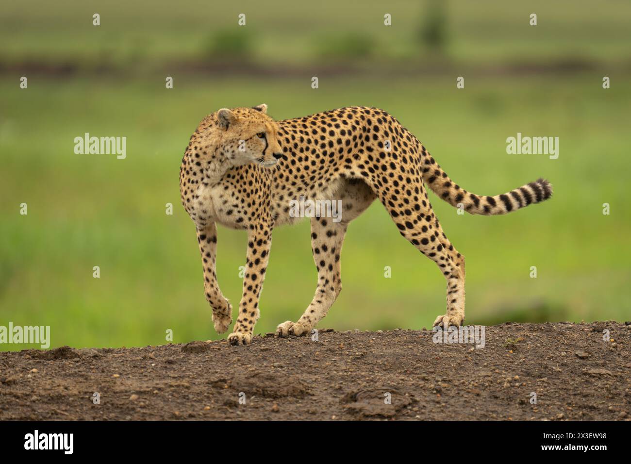 A female cheetah stands on an earth bank lifting her forefoot and ...