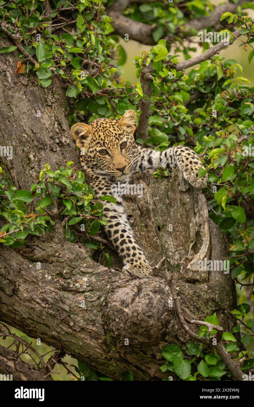 A leopard cub lies in a tree staring downwards. It has brown eyes ...