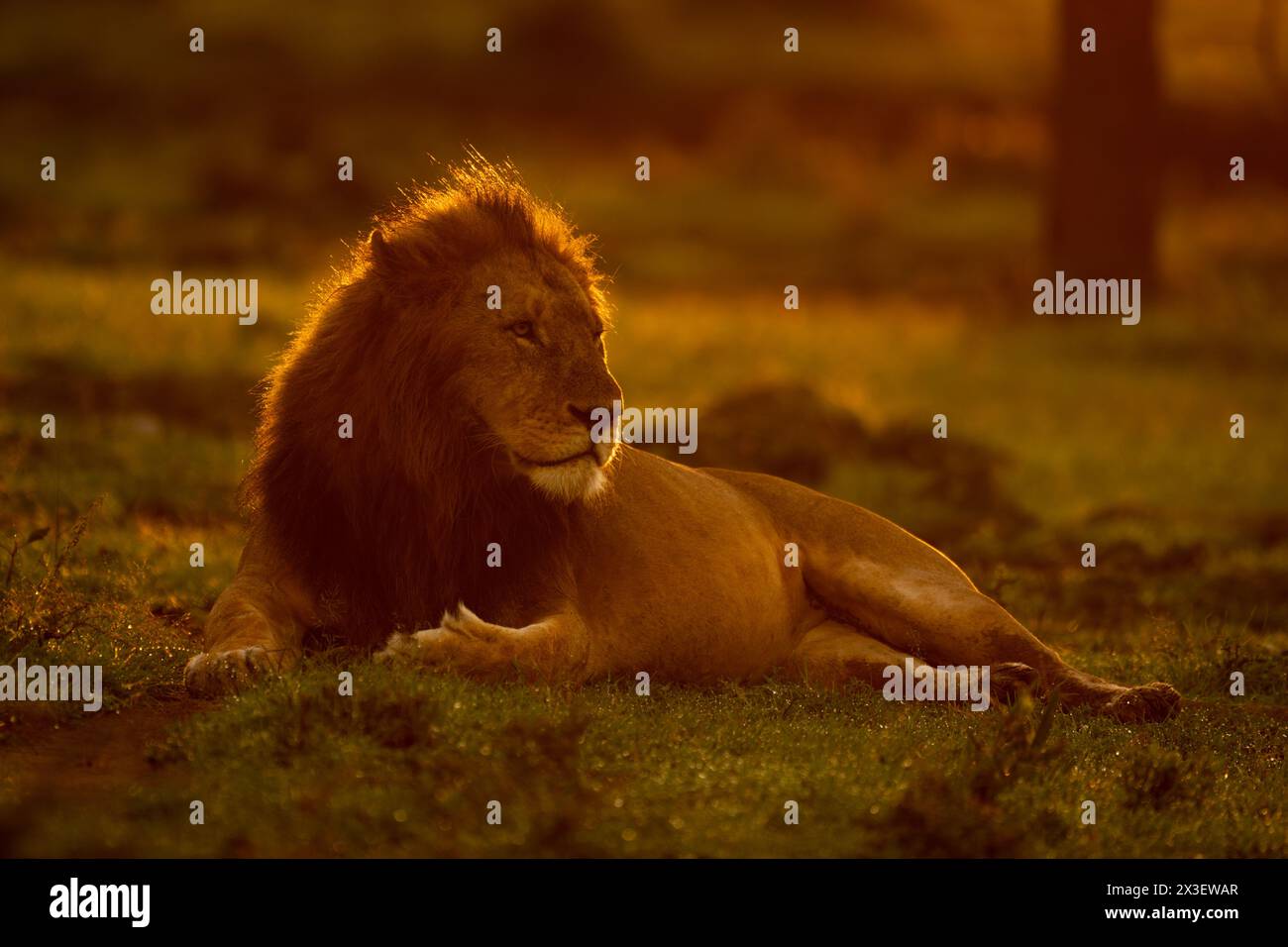 A male lion lies on dewy grass at sunrise. He has a beige coat, and his ...