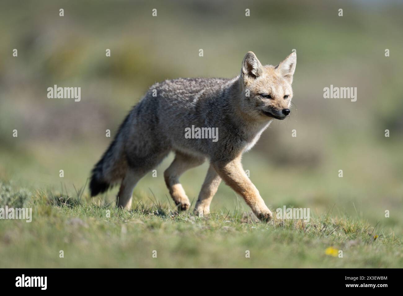 South American gray fox runs across plain Stock Photo - Alamy