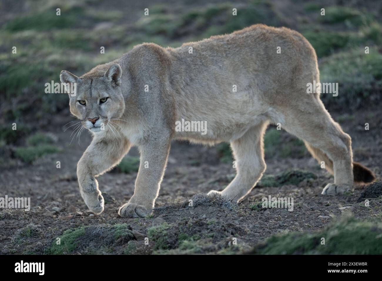 Puma walks down grassy slope turning head Stock Photo - Alamy