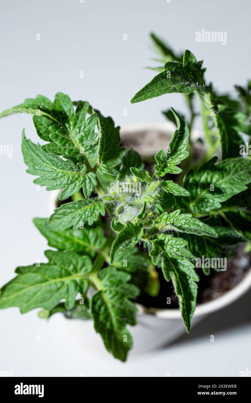 Green tomato plant with buds in white pot. Several leaves, growing in ...