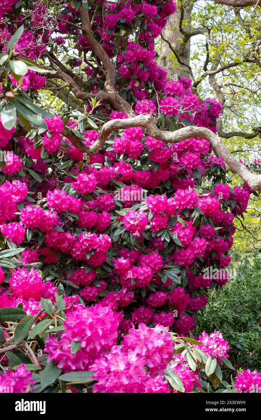 Brightly coloured rhododendron flowers, photographed in springtime at ...