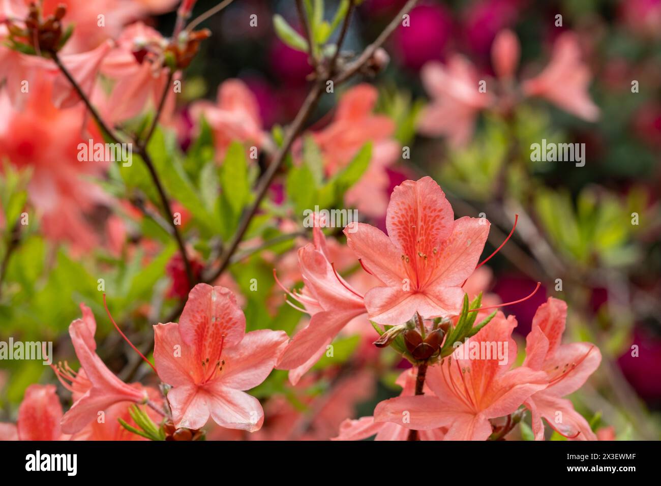 Brightly coloured rhododendron flowers, photographed in springtime at ...