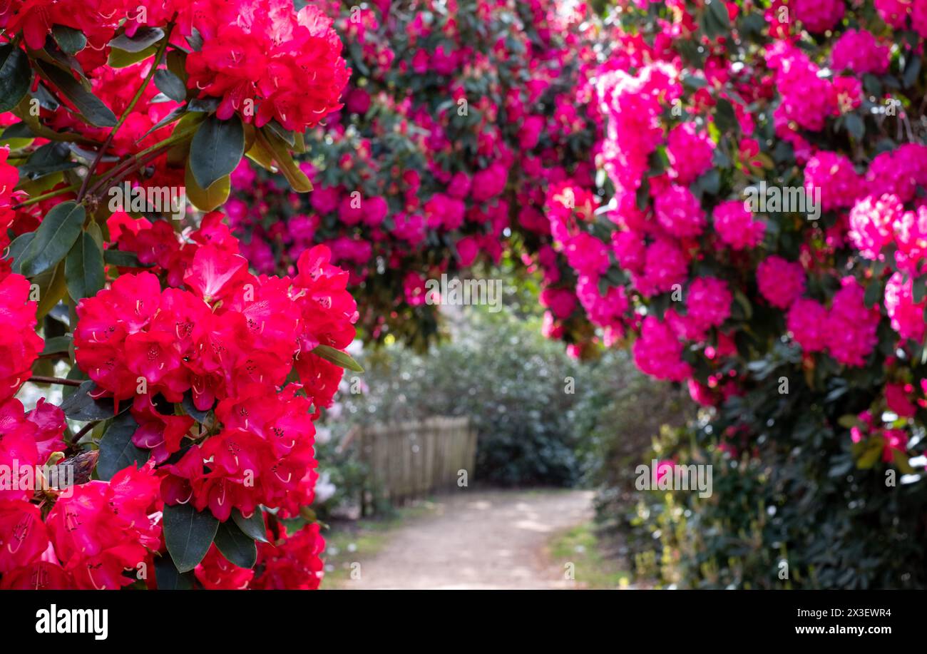 Layers of colour in springtime: brightly coloured rhododendron flowers ...