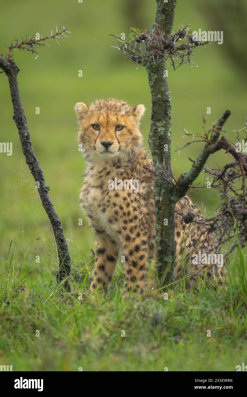 Cheetah cub sits under thornbush watching camera Stock Photo - Alamy