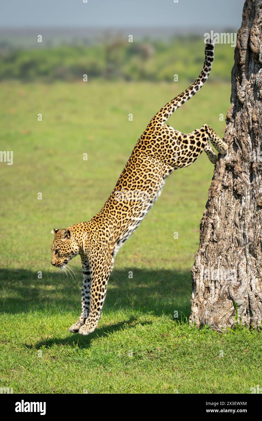 Female leopard jumps down from tree trunk Stock Photo - Alamy