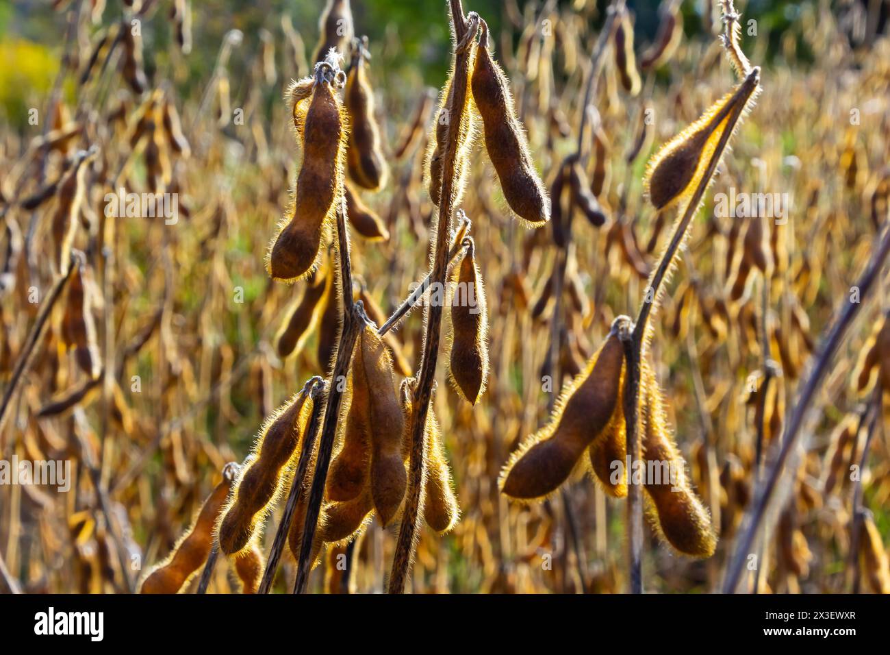 Soybeans pod macro. Harvest of soy beans - agriculture legumes plant ...