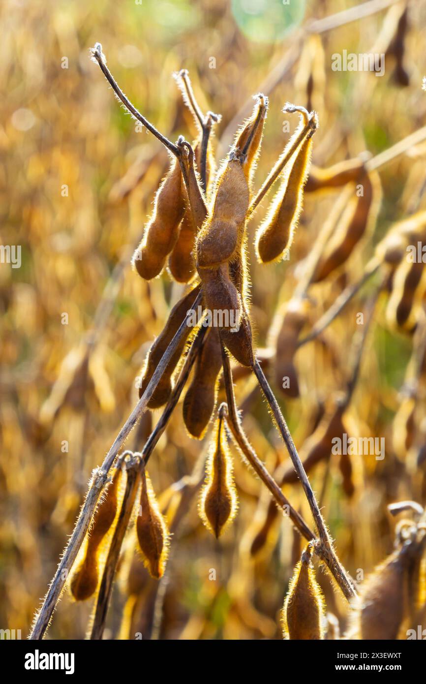 Soybeans pod macro. Harvest of soy beans - agriculture legumes plant ...