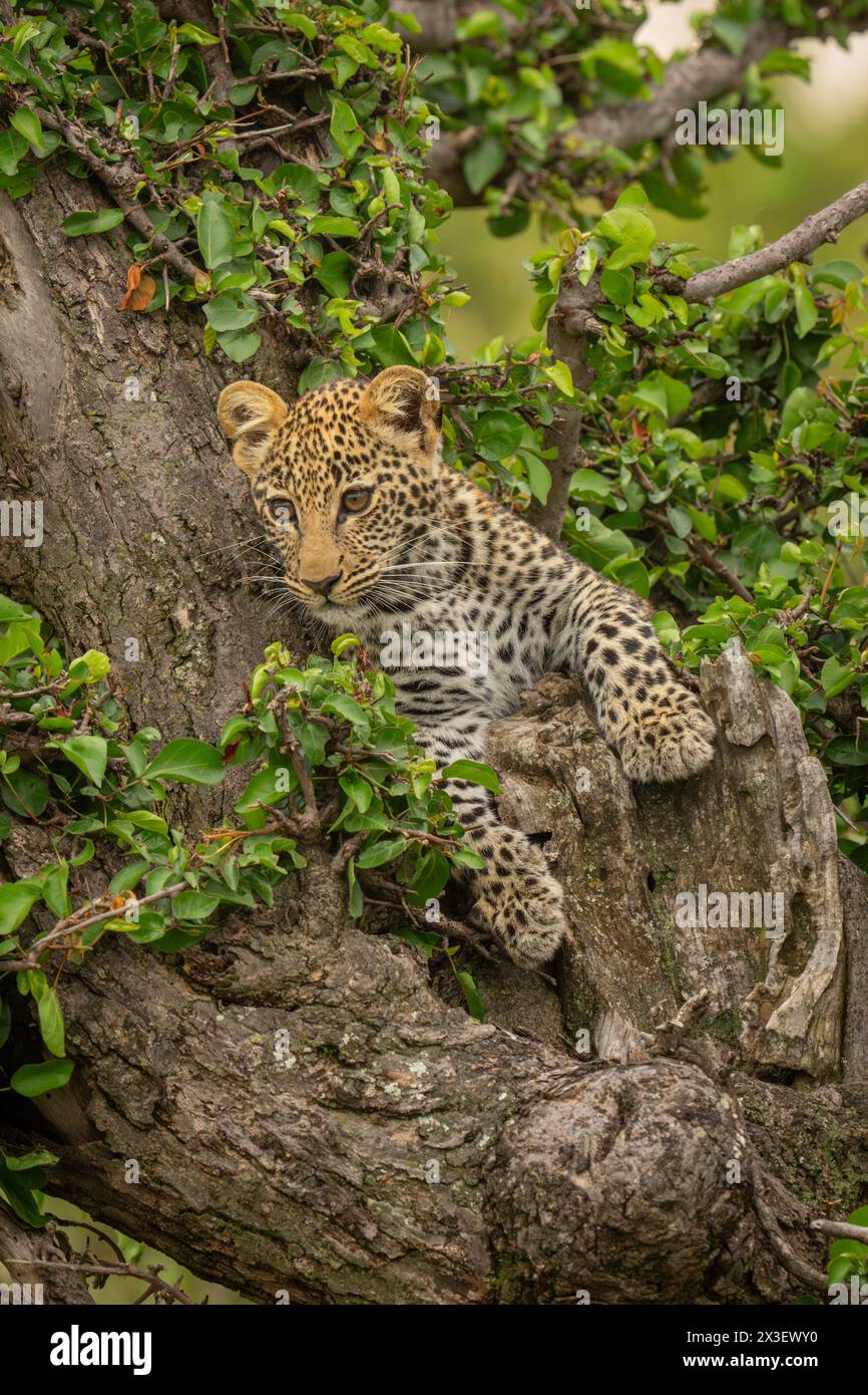 Leopard cub lies in tree staring down Stock Photo - Alamy