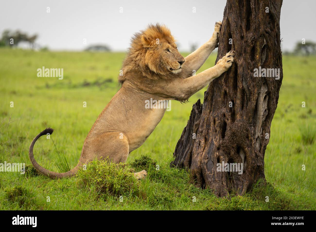 Male lion sits with paws on tree Stock Photo - Alamy