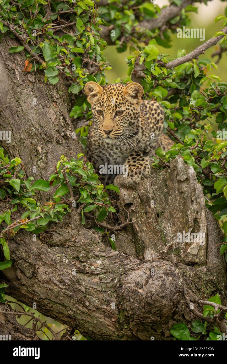 Leopard cub lying branch hi-res stock photography and images - Alamy