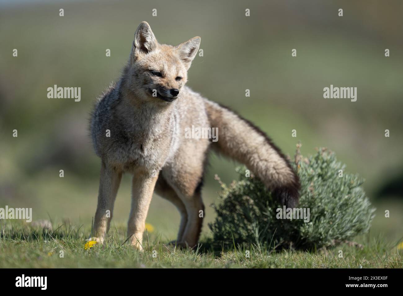 South American gray fox stands leaning over Stock Photo - Alamy