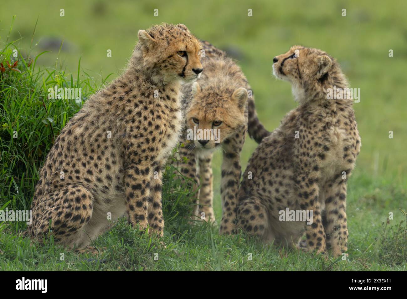 Cheetah walking in plains maasai hi-res stock photography and images ...
