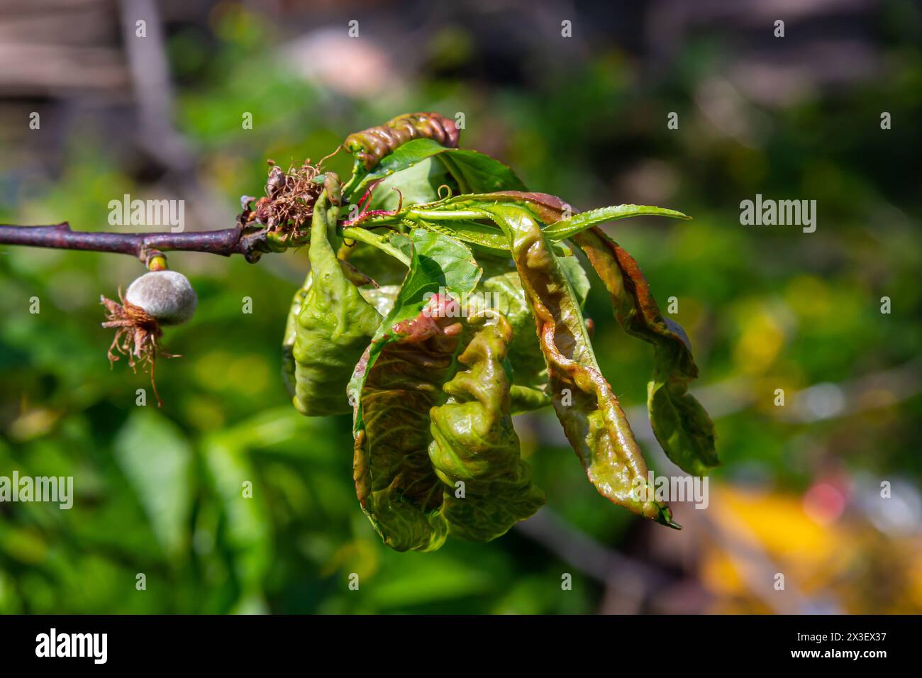 Sick leaves on the peach tree. Taphrina deformans Stock Photo - Alamy