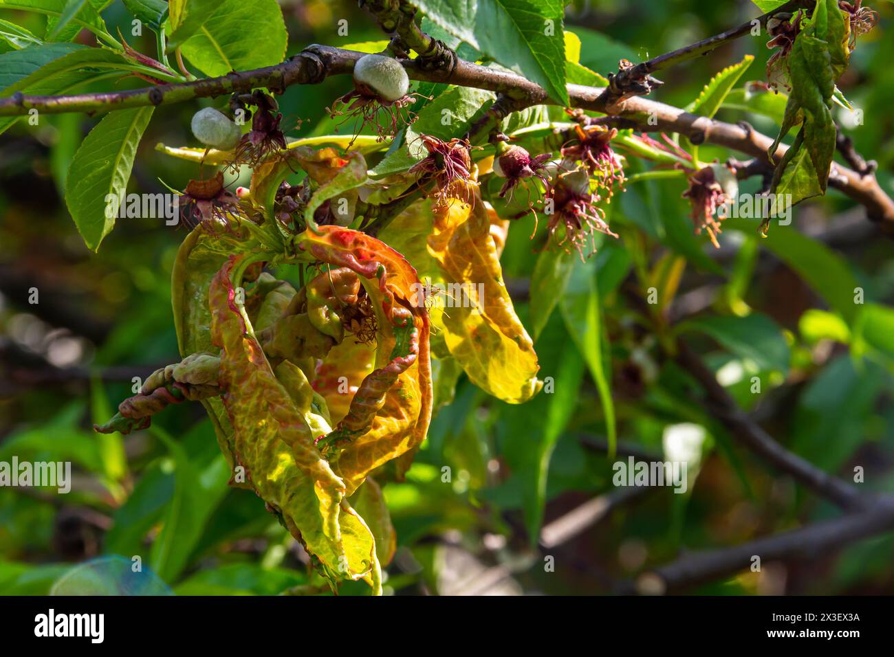 Sick leaves on the peach tree. Taphrina deformans Stock Photo - Alamy