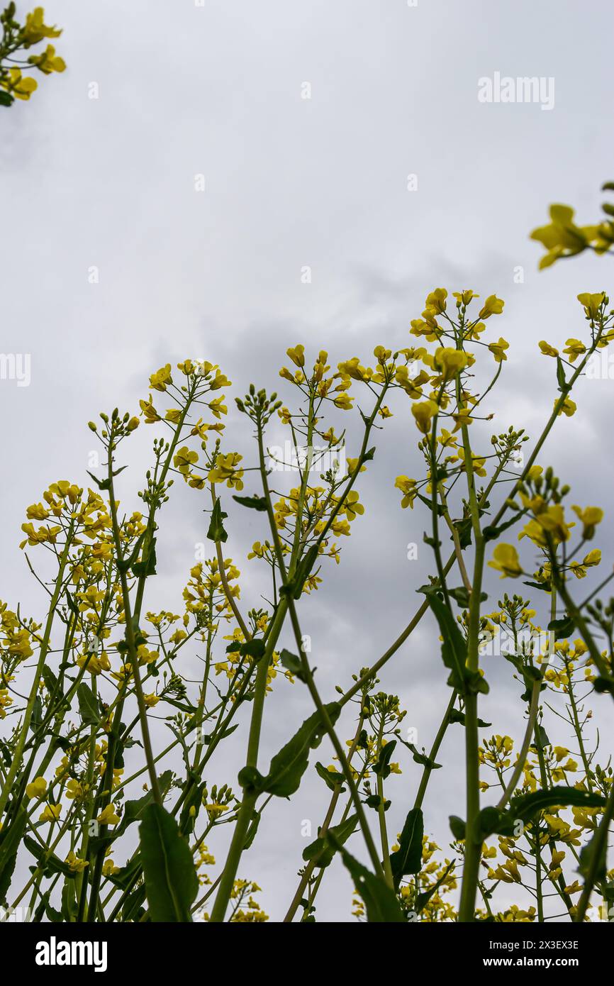 Blooming canola field and blu sky with stormy clouds Stock Photo - Alamy