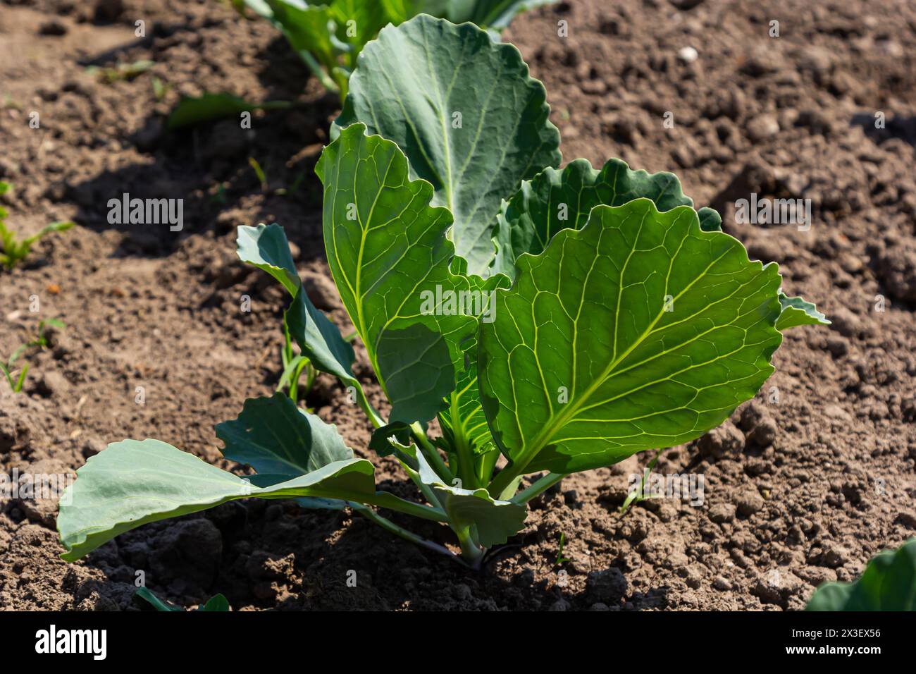 young cabbage sprout on the vegetable bed Stock Photo - Alamy