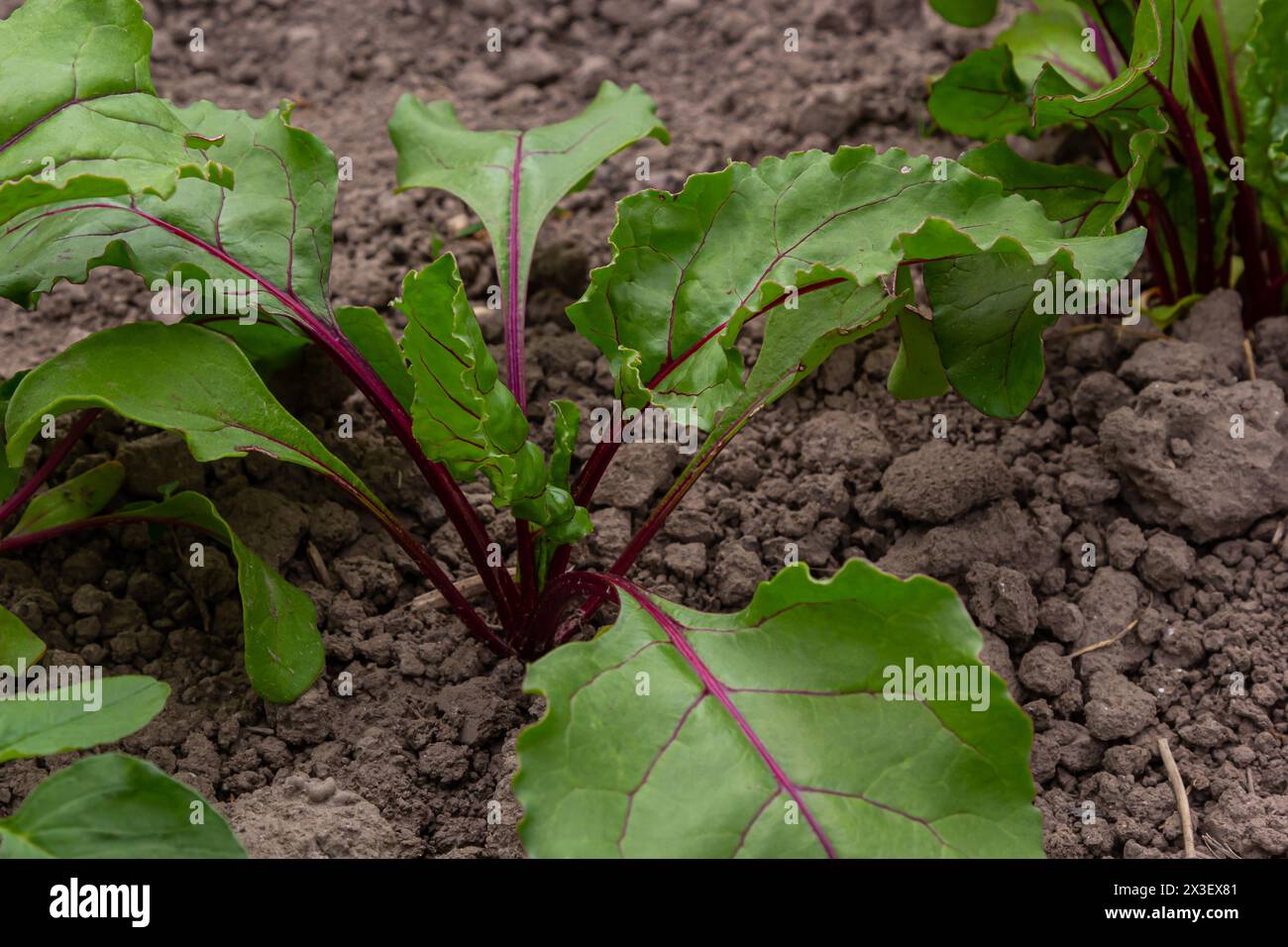 Beet leaves hi-res stock photography and images - Alamy