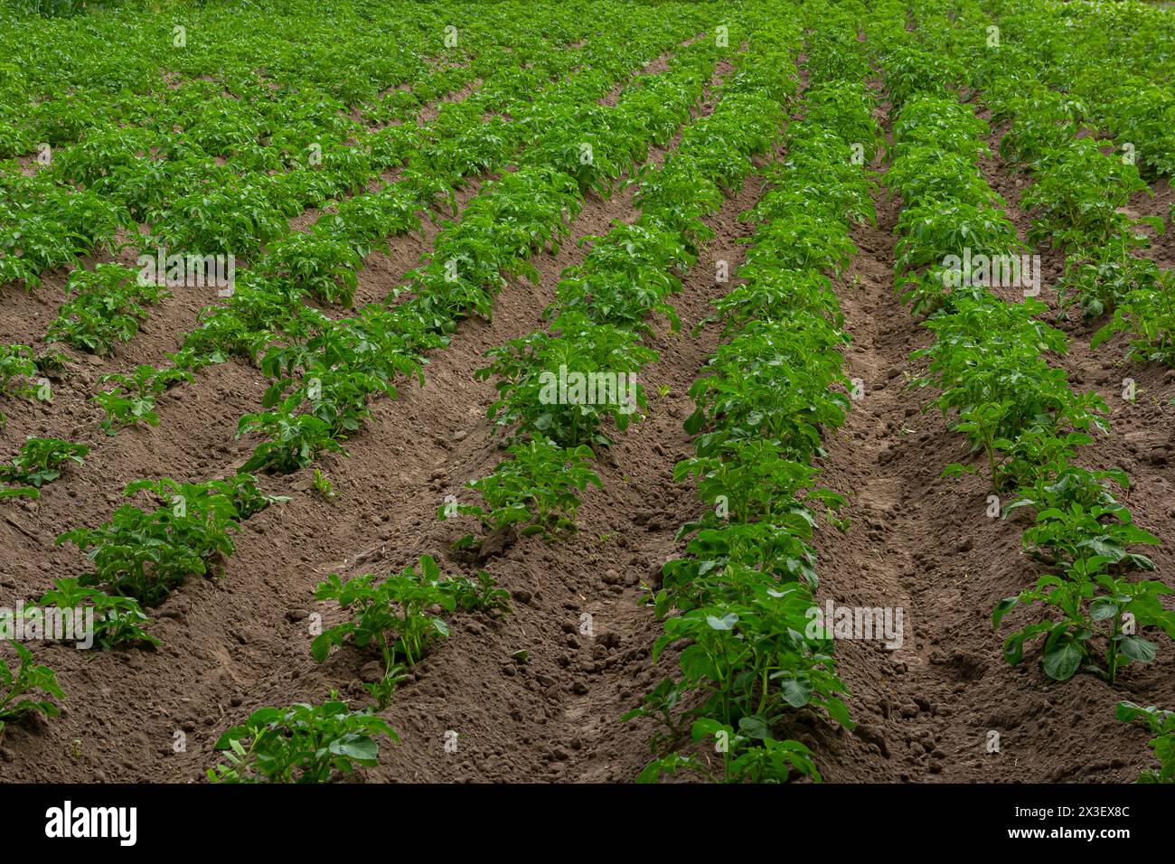 Farmer produce potatoes hi-res stock photography and images - Alamy