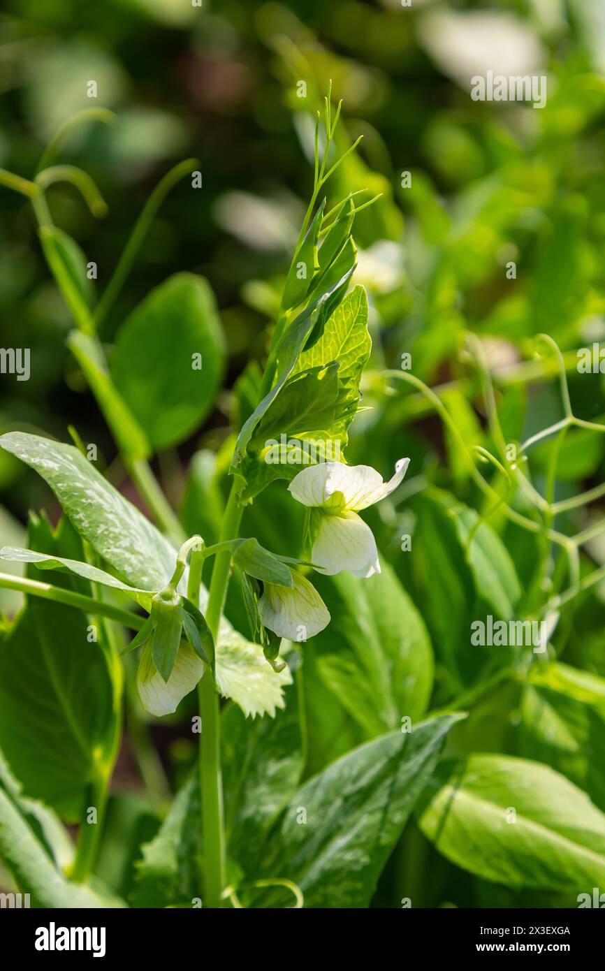 Flowering green peas and beetle pest pea weevil bruchus Stock Photo - Alamy