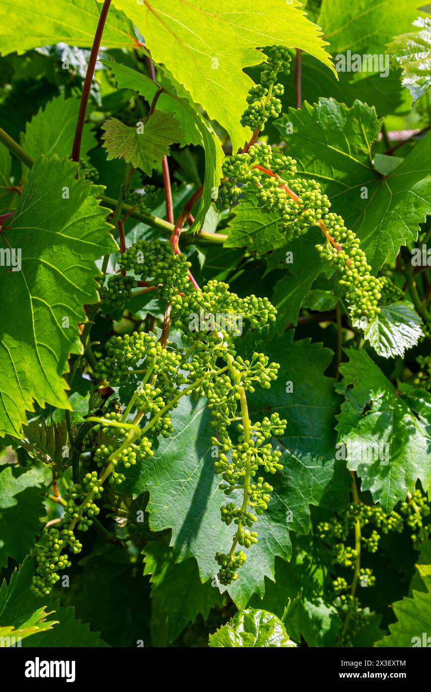 flower buds and leaves of shoots grapevine spring, agriculture nature ...