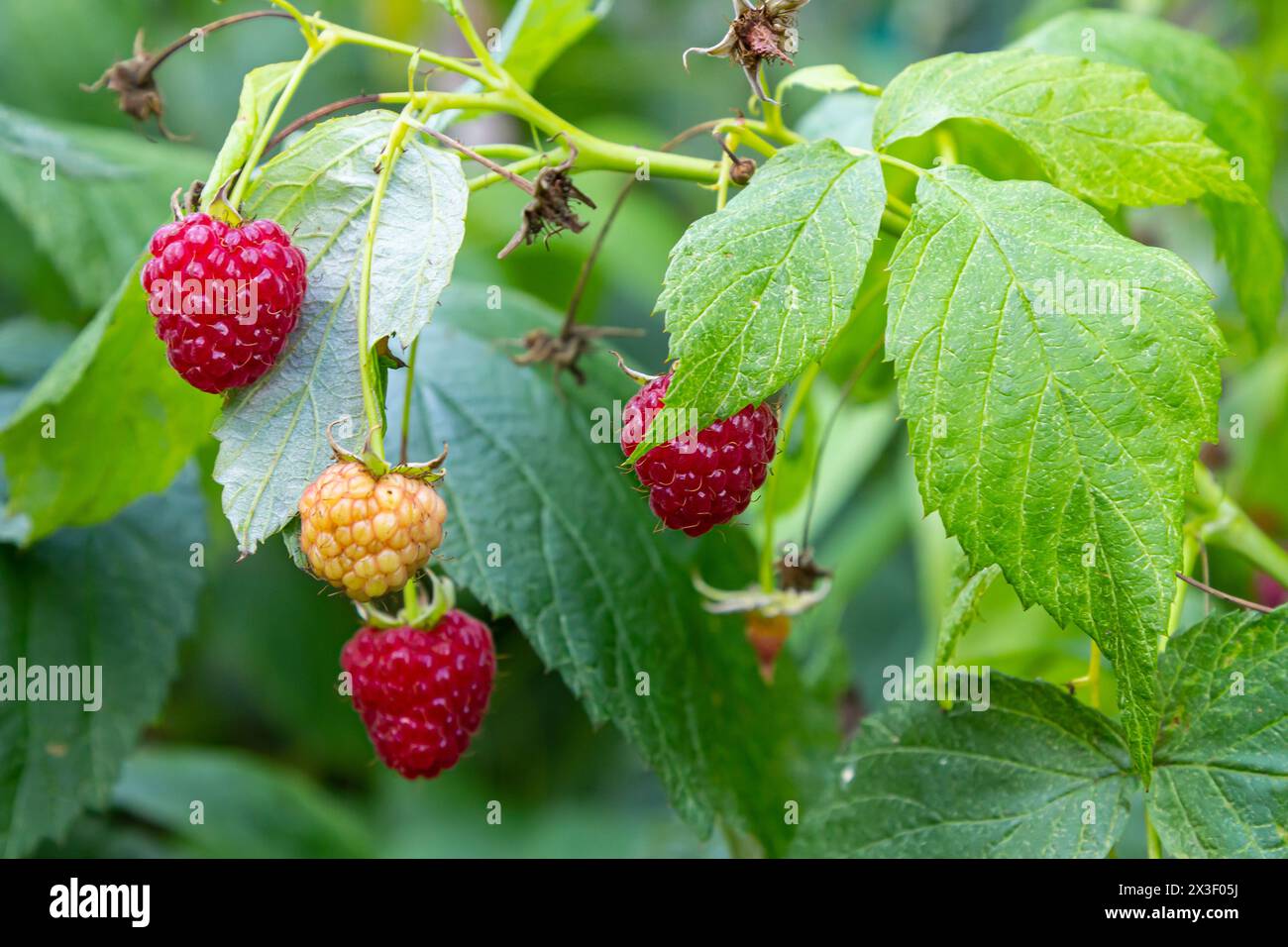 Raspberry branch in the garden. Production Focus Stock Photo - Alamy