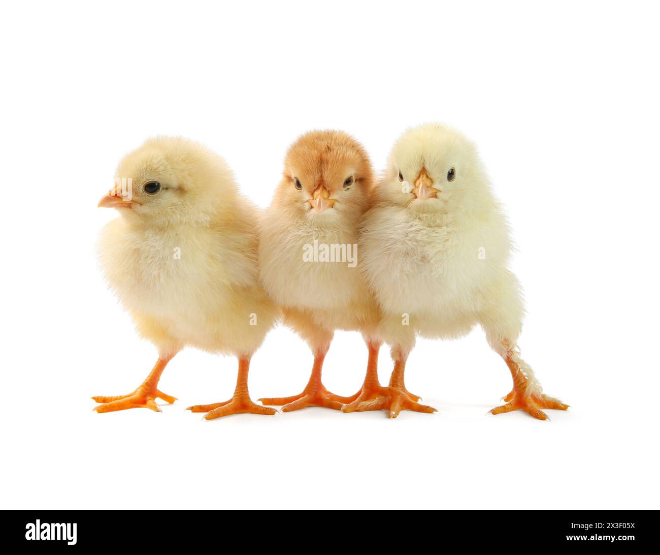 Cute chicks isolated on white. Baby animals Stock Photo - Alamy