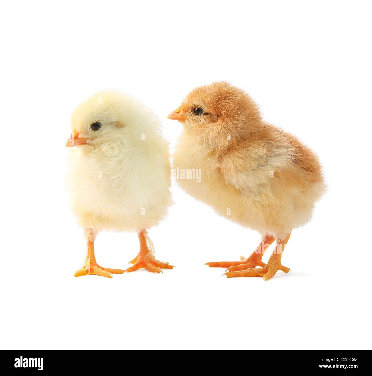 Two cute chicks isolated on white. Baby animals Stock Photo - Alamy