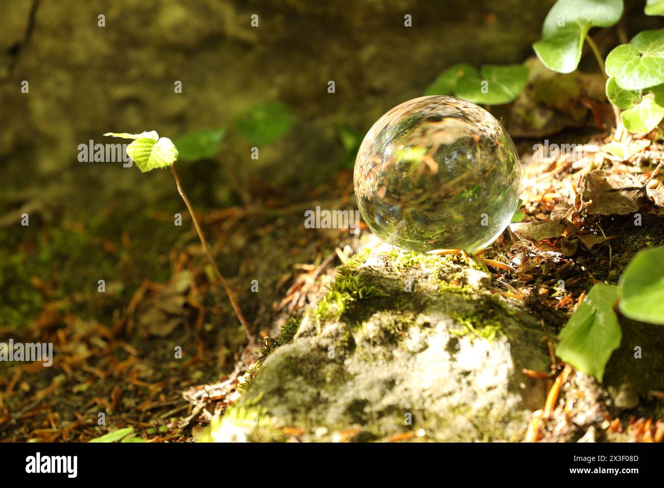 Beautiful forest, overturned reflection. Crystal ball on stone surface ...