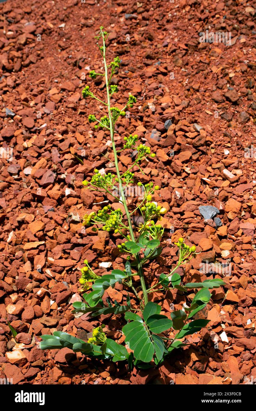 Thai copper pod flower on Brick background with soft shadow ...