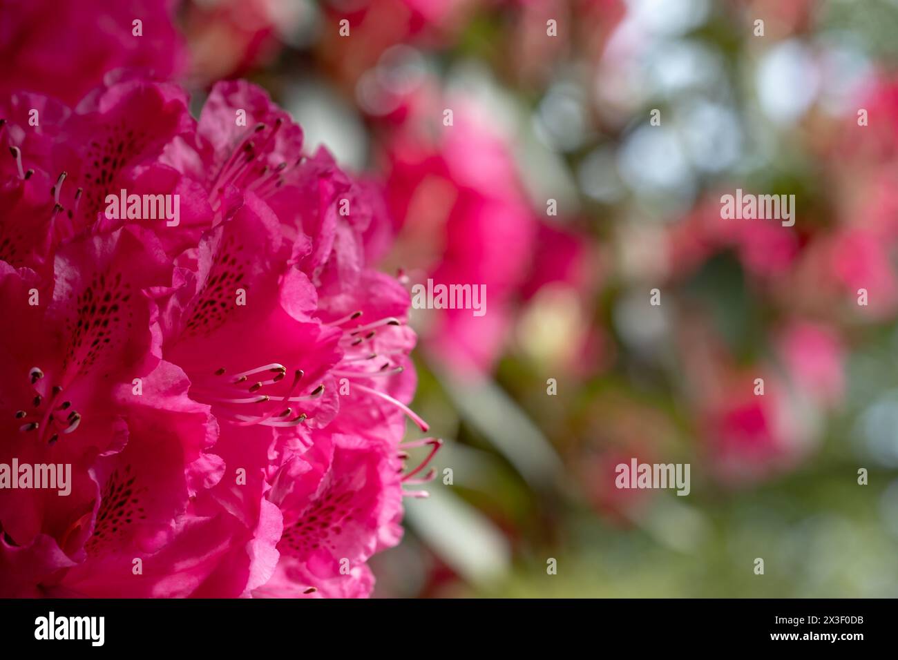 Layers of colour in springtime: brightly coloured rhododendron flowers ...