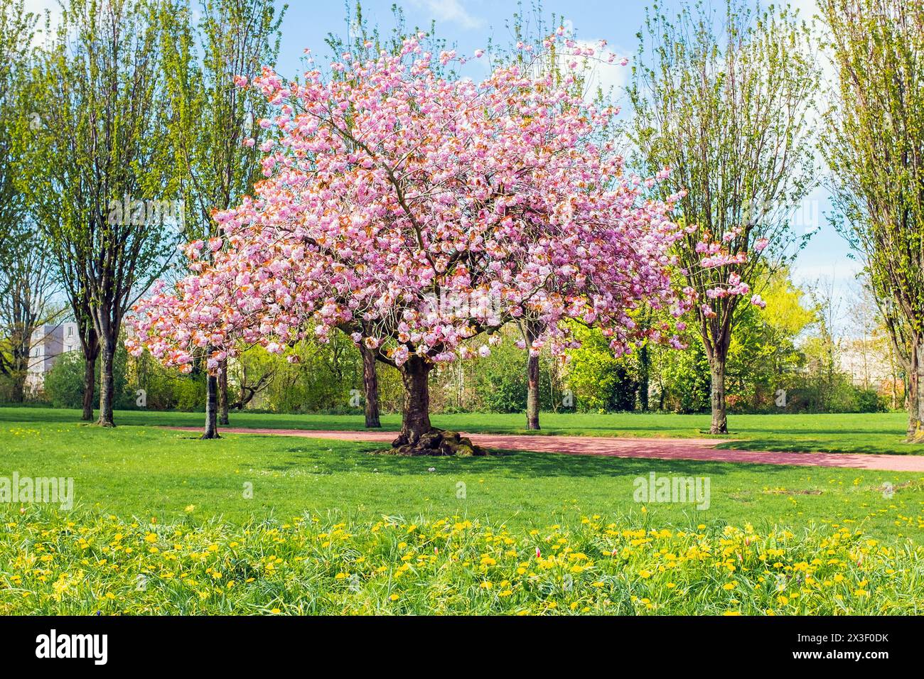 Single cherry tree in bloom, Craigie Park, Ayr, Scotland, UK Stock ...