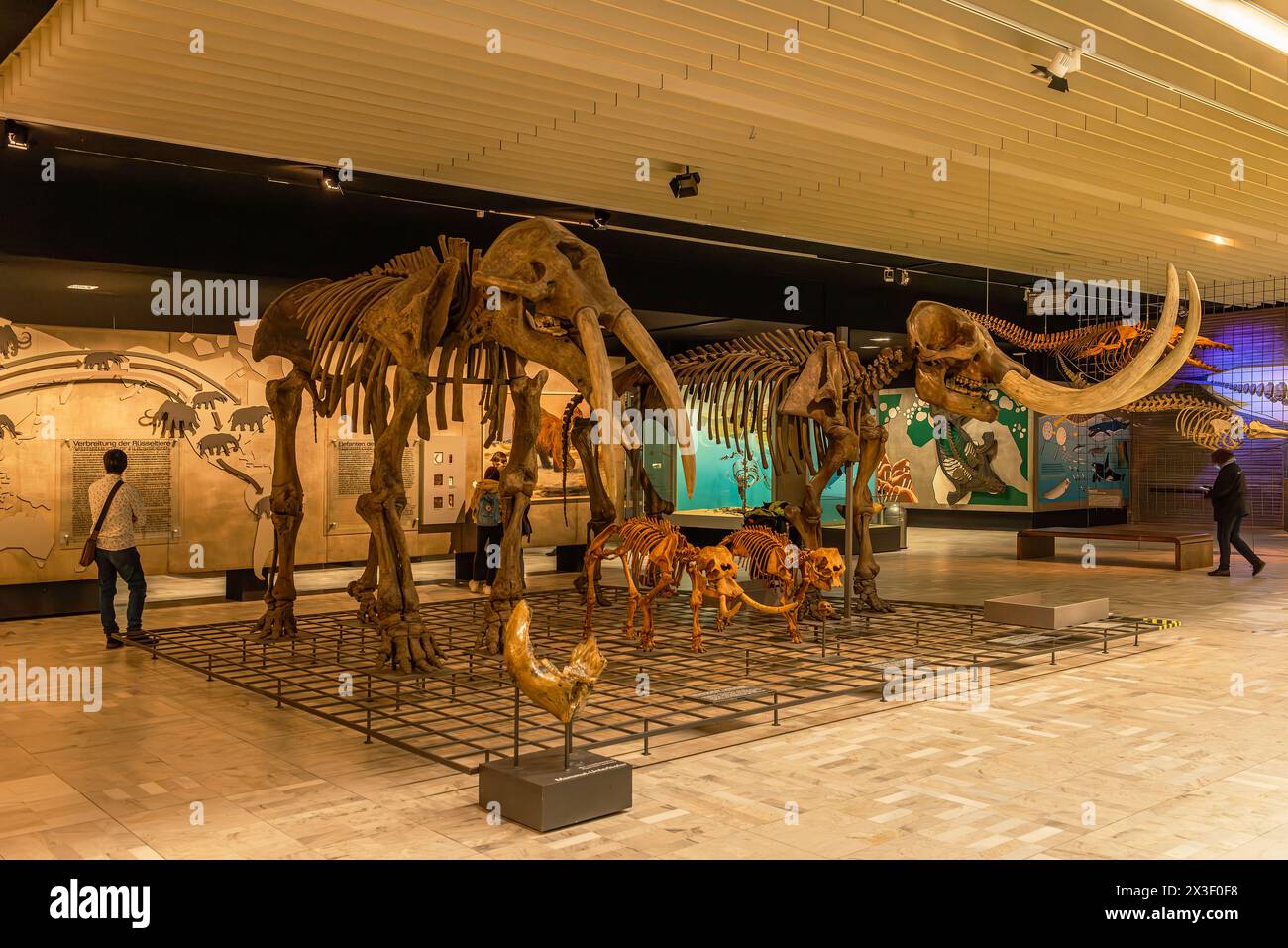 Visitors To The Senckenberg Museum Of Natural History, Frankfurt ...