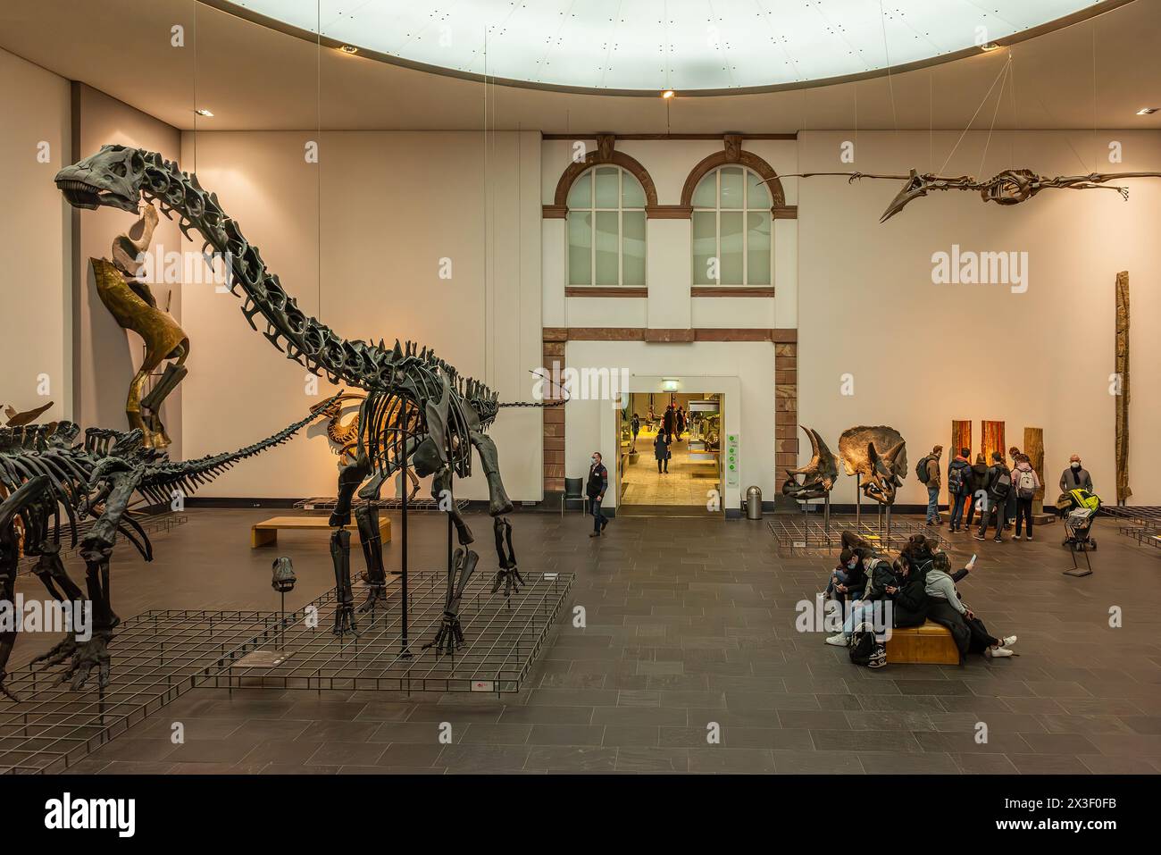 Visitors To The Senckenberg Museum Of Natural History, Frankfurt ...