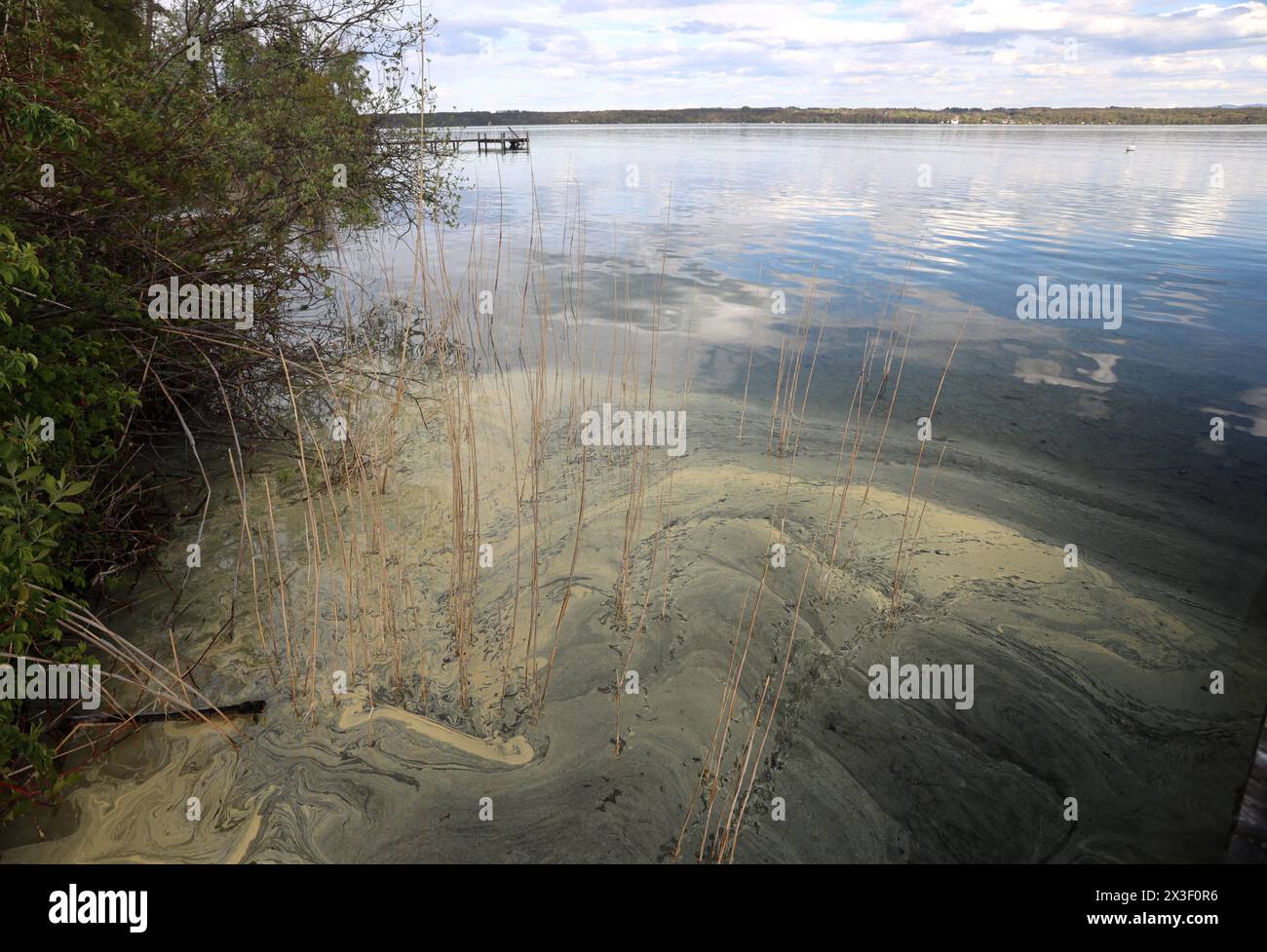 Bayern, Deutschland 26. April 2024: Hier der Blick auf Pollen ...