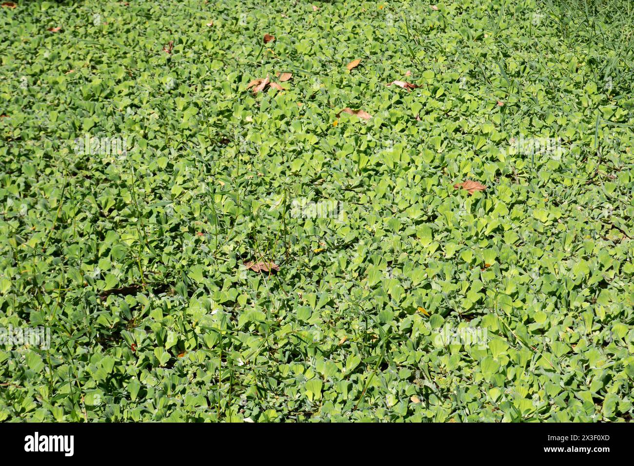 Pistia stratiotes, is often called water cabbage, water lettuce, Nile ...