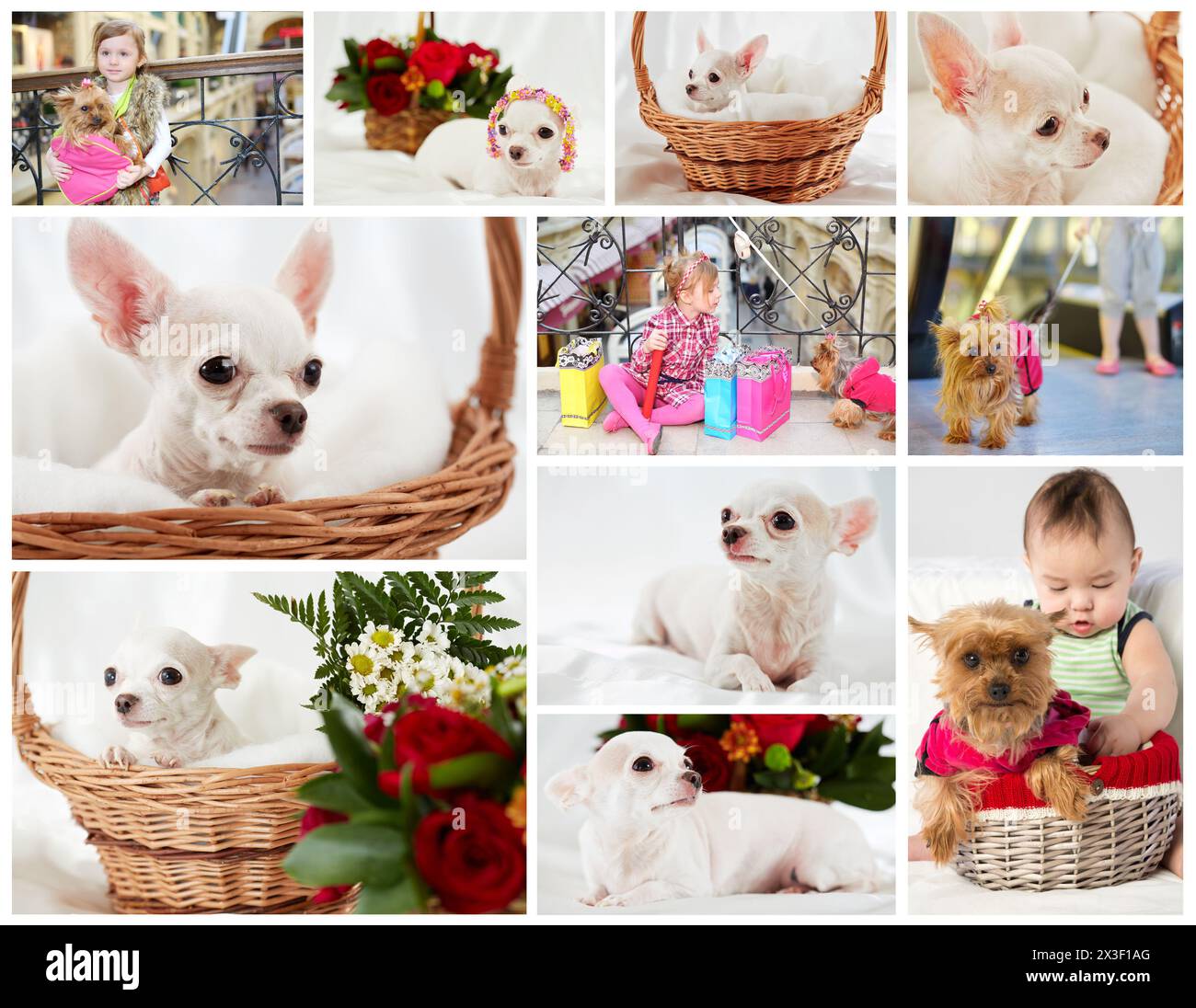 Collage with white chihuahua, yorkshire terrier and two children Stock ...